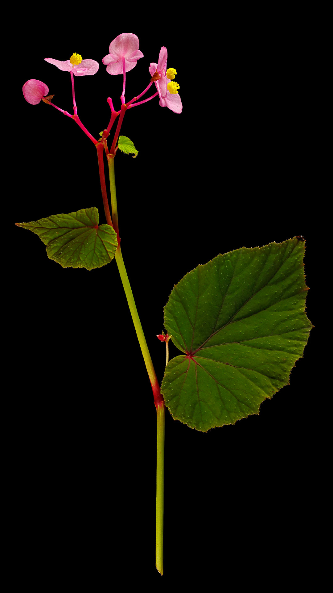 Das Japan-Schiefblatt: Begonia grandis x Begonia evansiana | Flora obscura
