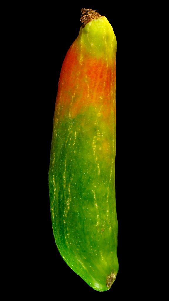 Die Tindola: Coccinia grandis | Flora obscura