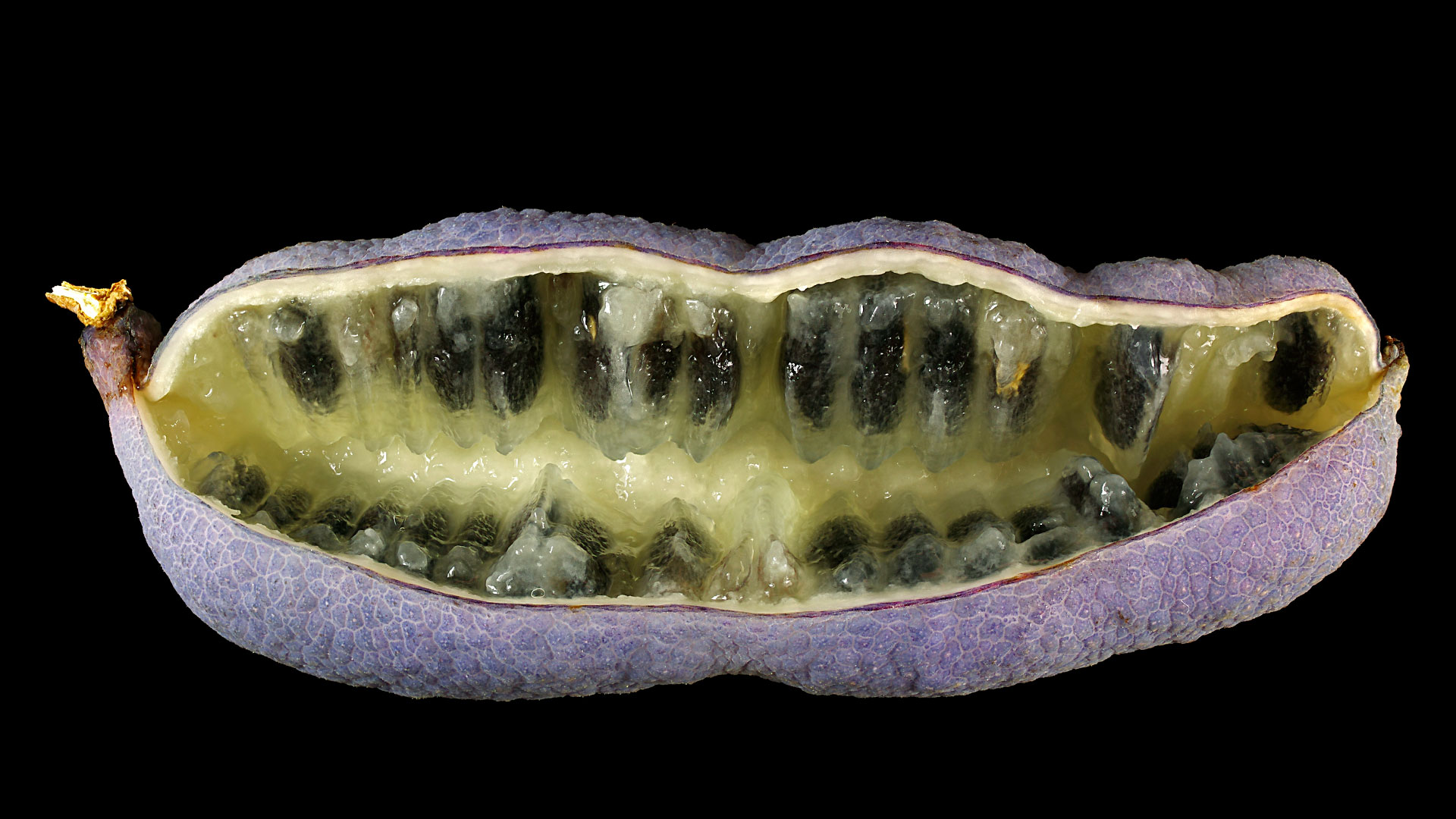 Dead man’s fingers: Decaisnea fargesii | Flora obscura