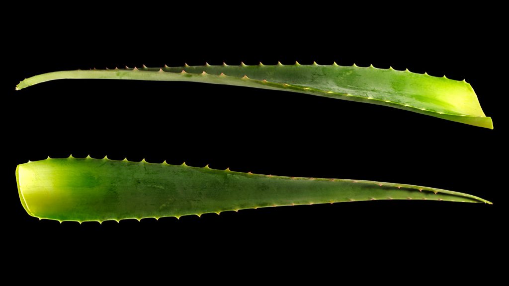 Die Echte Aloe: Aloe vera | Flora obscura