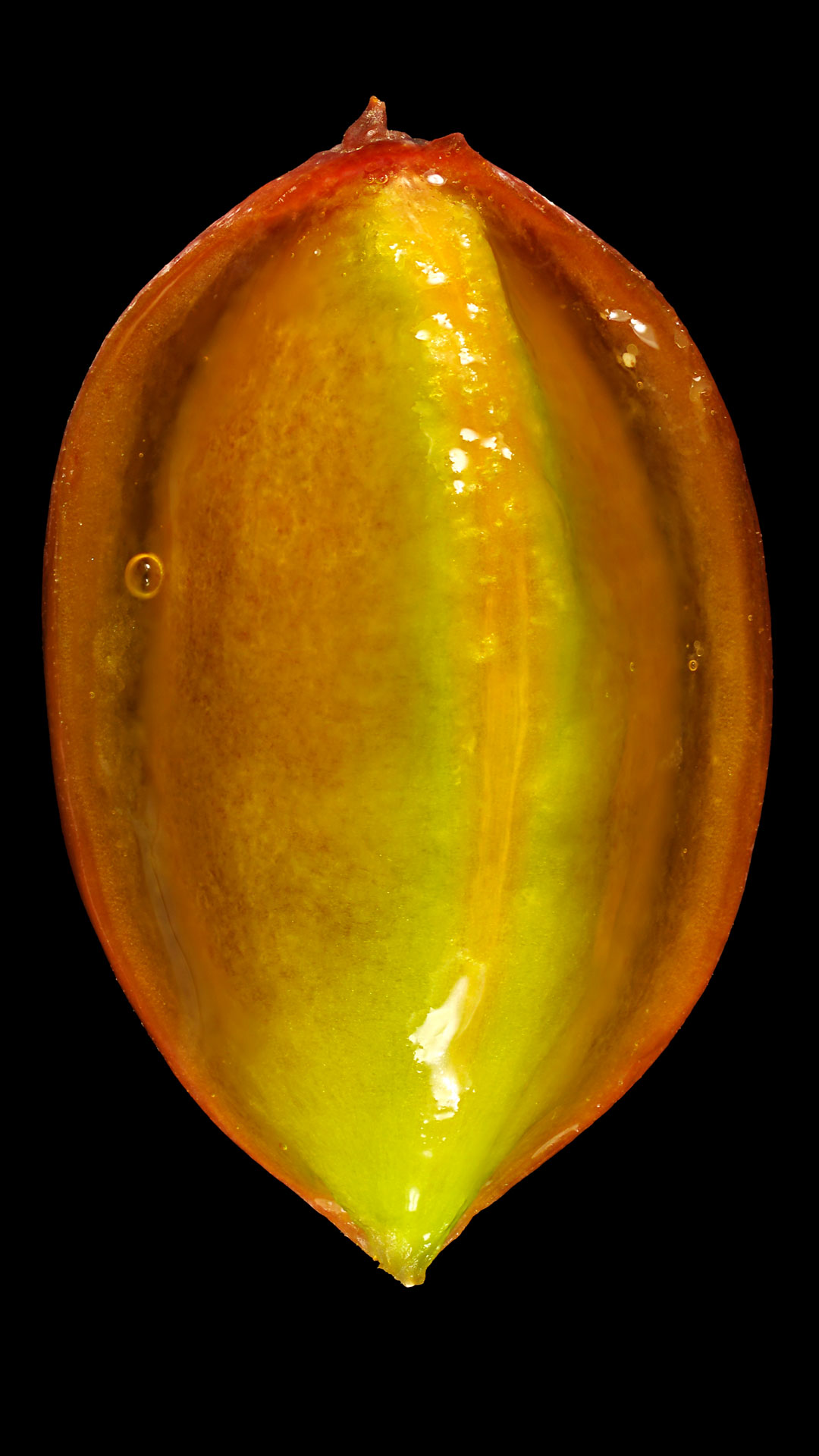 Die Japanische Pflaumeneibe: Cephalotaxus harringtonia | Flora obscura