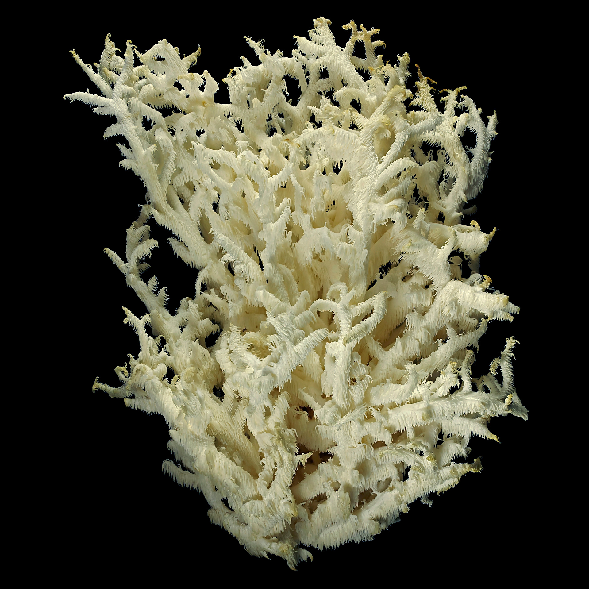 Coral tooth fungus: Hericium coralloides | Flora obscura