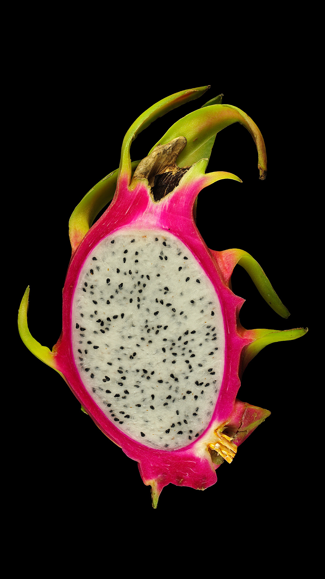 Die weiße Drachenfrucht: Hylocereus undatus | Flora obscura