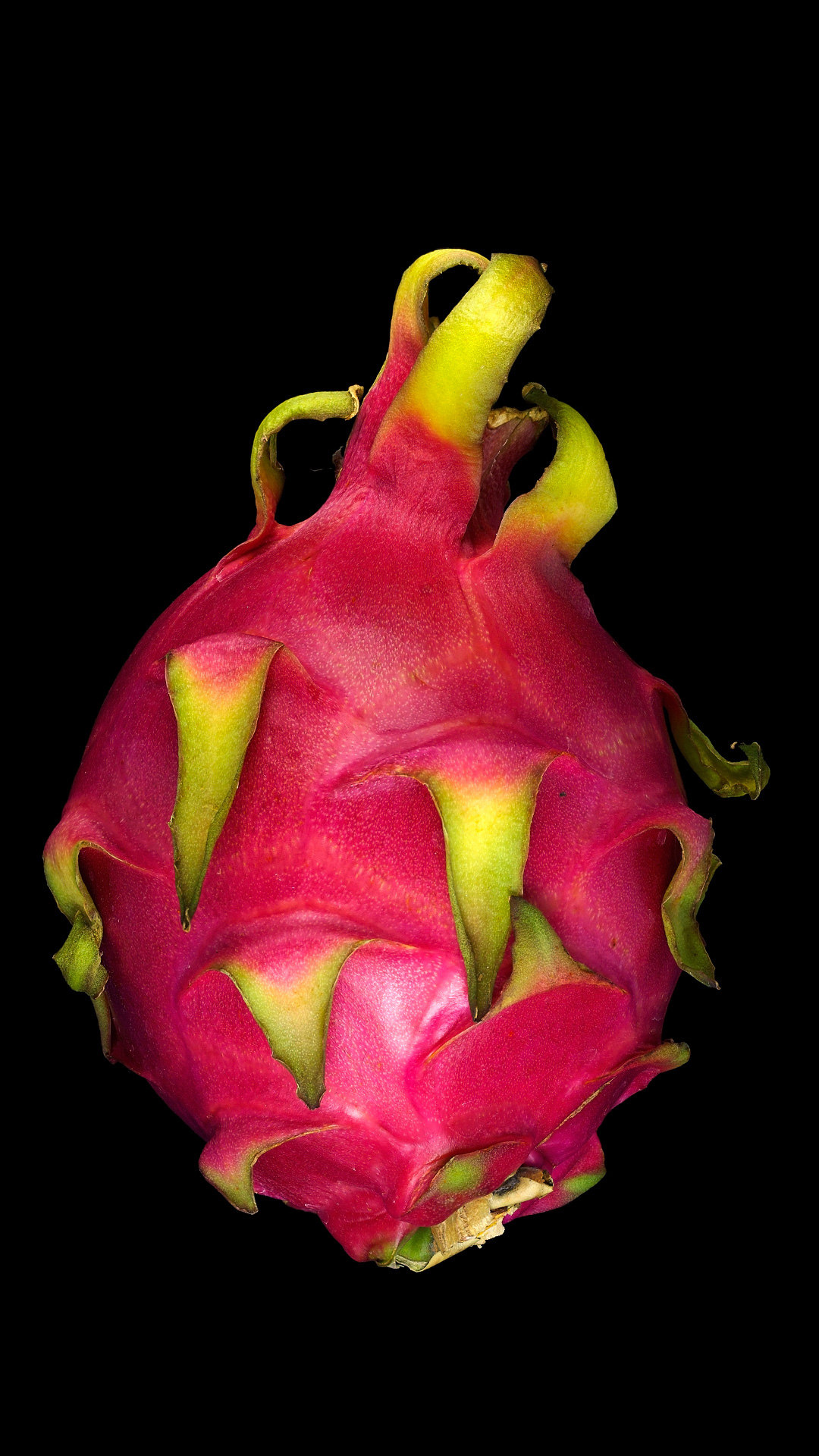 Die weiße Drachenfrucht: Hylocereus undatus | Flora obscura