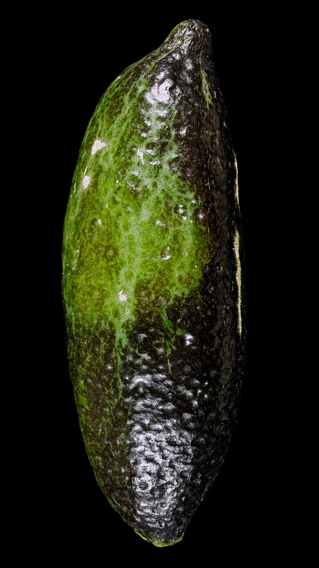 Die Fingerlimette: Citrus australasica | Flora obscura