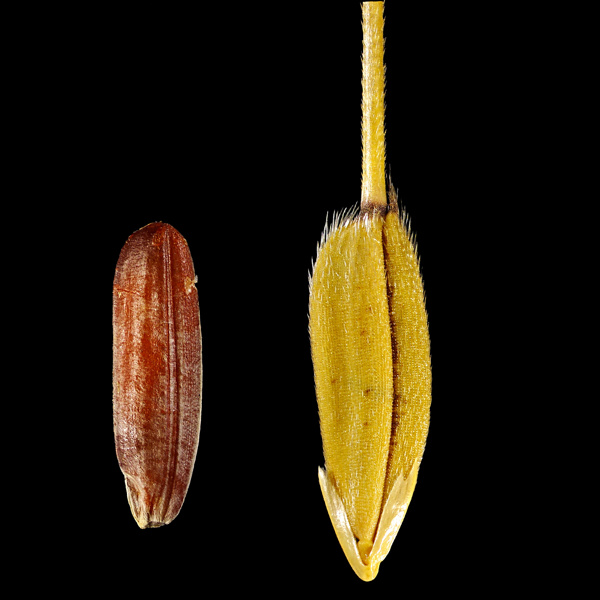 Der Afrikanische Wildreis: Oryza barthii | Flora obscura