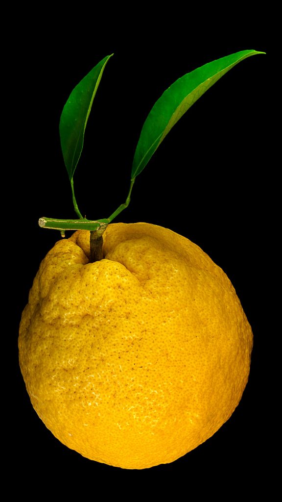 Amanatsu: Citrus natsudaidai | Flora obscura
