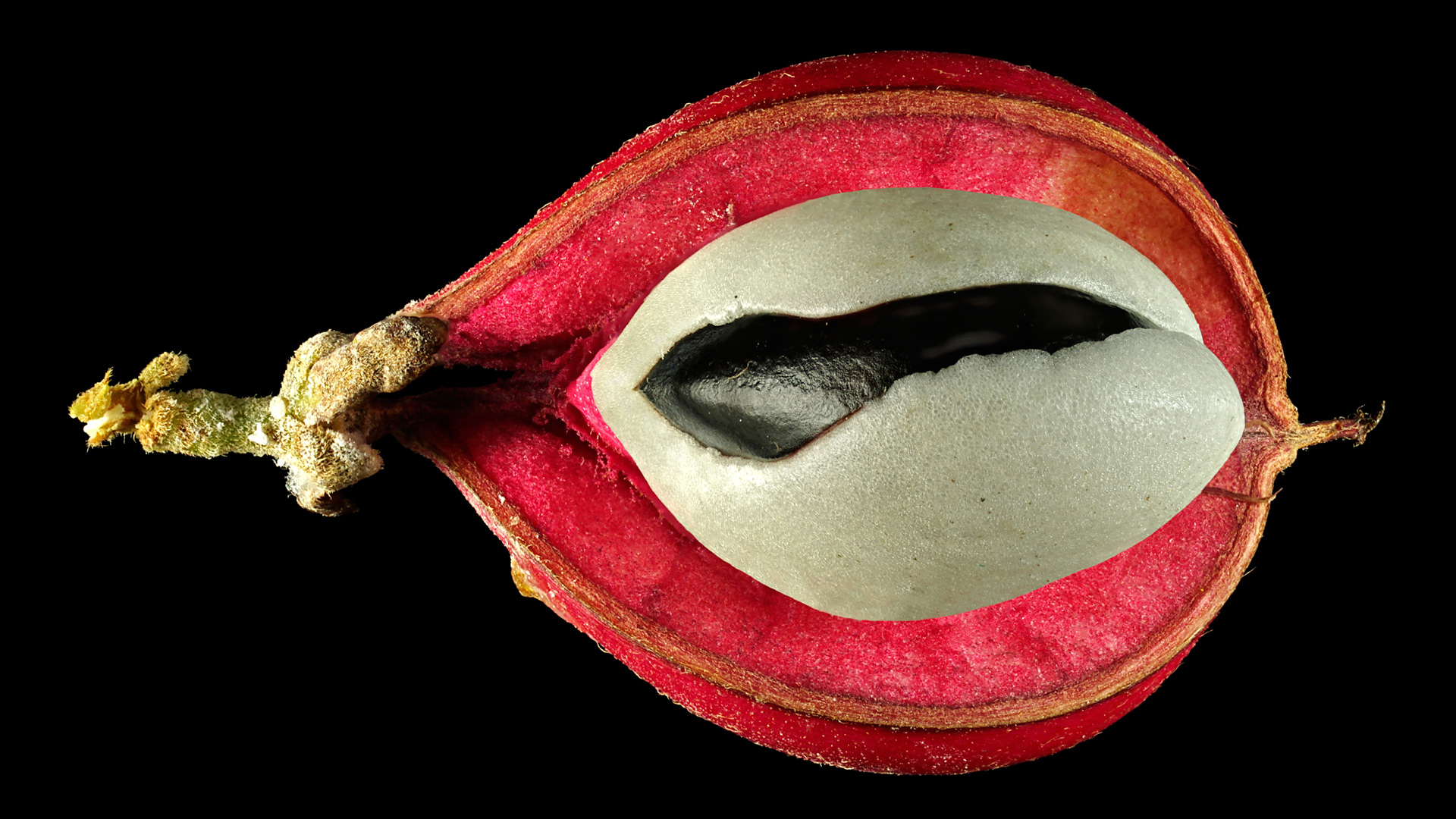 Guaraná: Paullinia cupana | Flora obscura