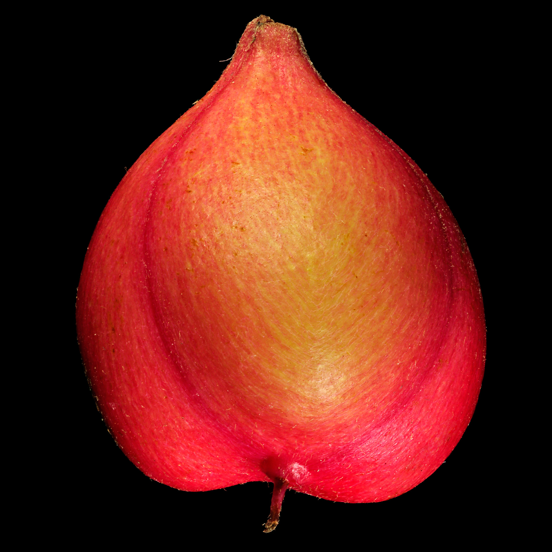 Der Guaraná: Paullinia cupana | Flora obscura