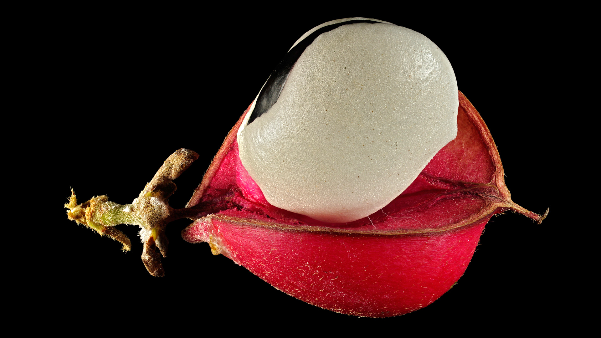 Der Guaraná: Paullinia cupana | Flora obscura