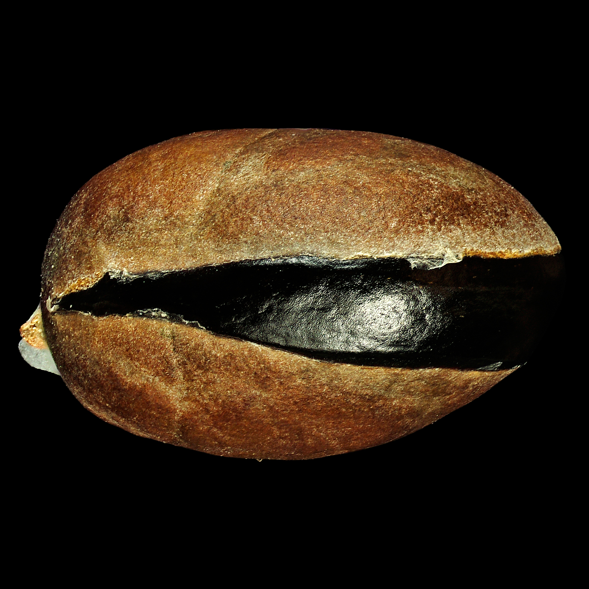 Guaraná: Paullinia cupana | Flora obscura