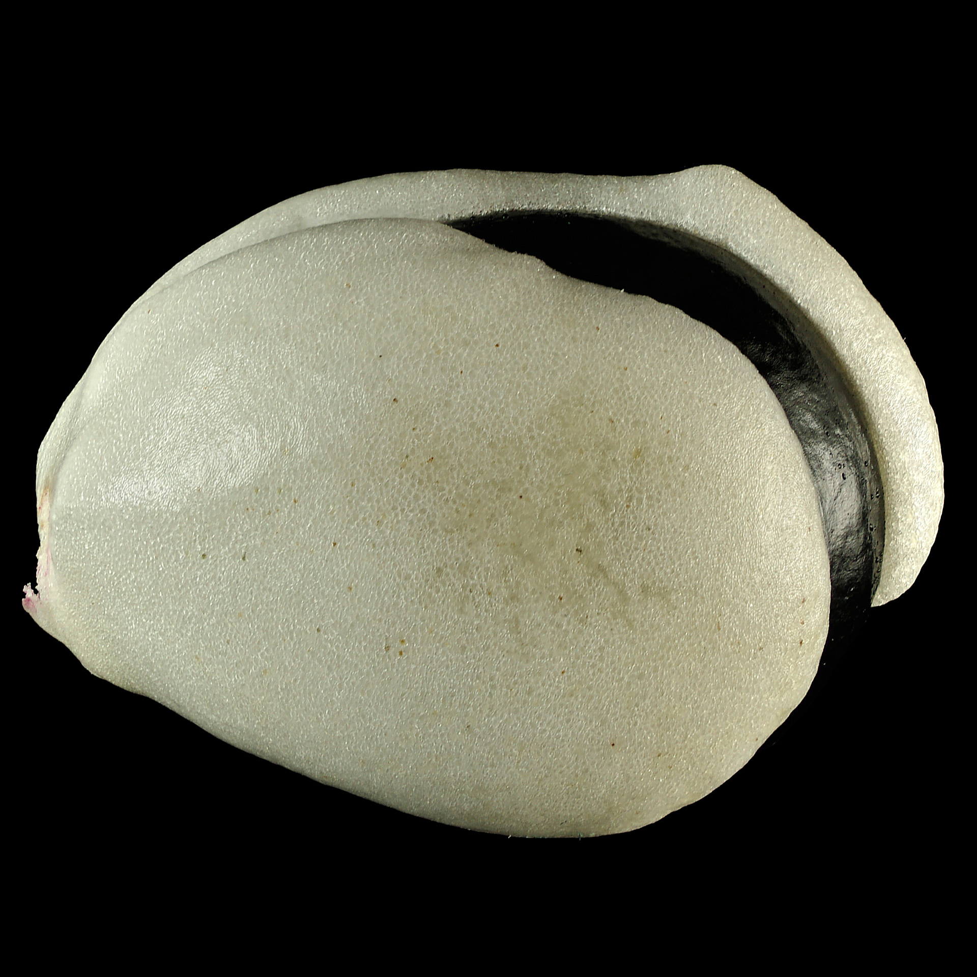 Der Guaraná: Paullinia cupana | Flora obscura