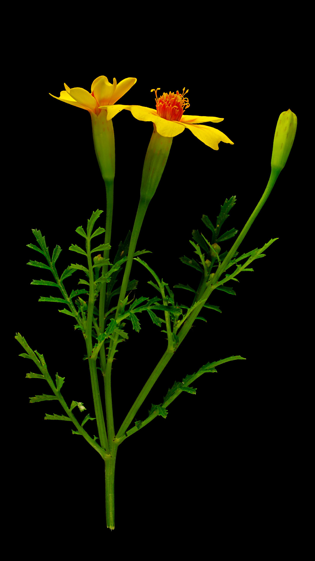 Die Gewürztagetes: Tagetes tenuifolia | Flora obscura