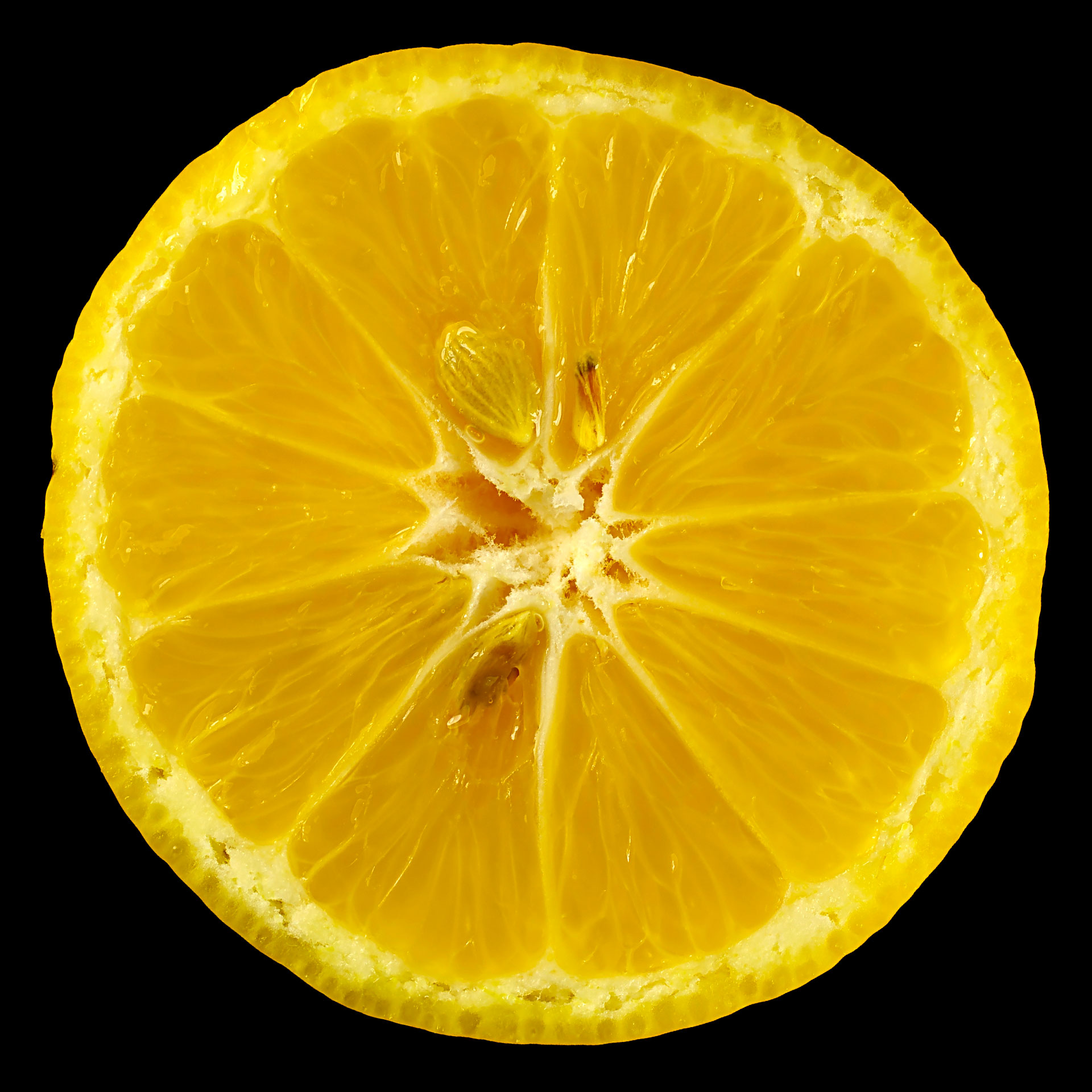 Die Meyer-Zitrone: Citrus × meyeri | Flora obscura