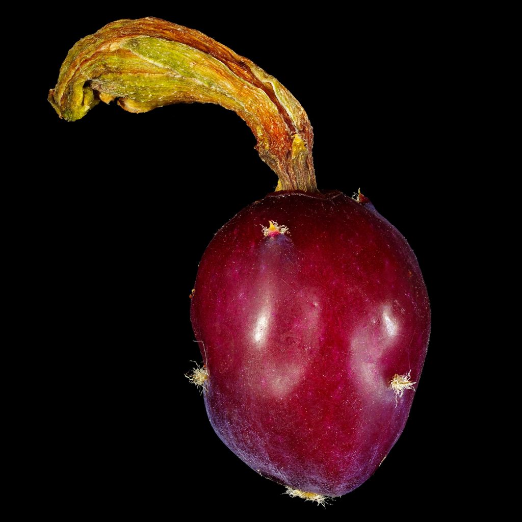 Bilberry cactus: Myrtillocactus geometrizans | Flora obscura