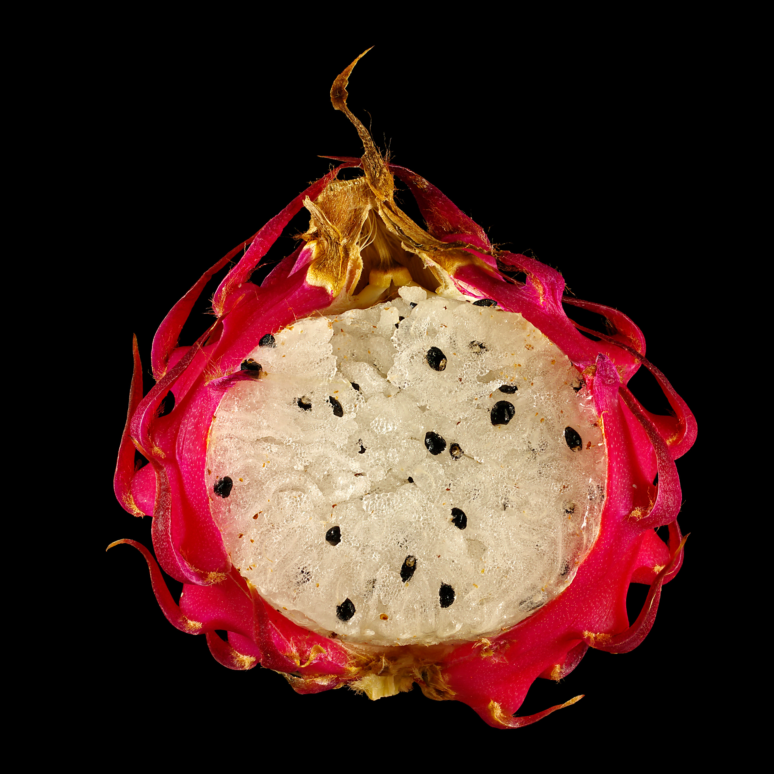 Die Ulúa: Harrisia pomanensis | Flora obscura