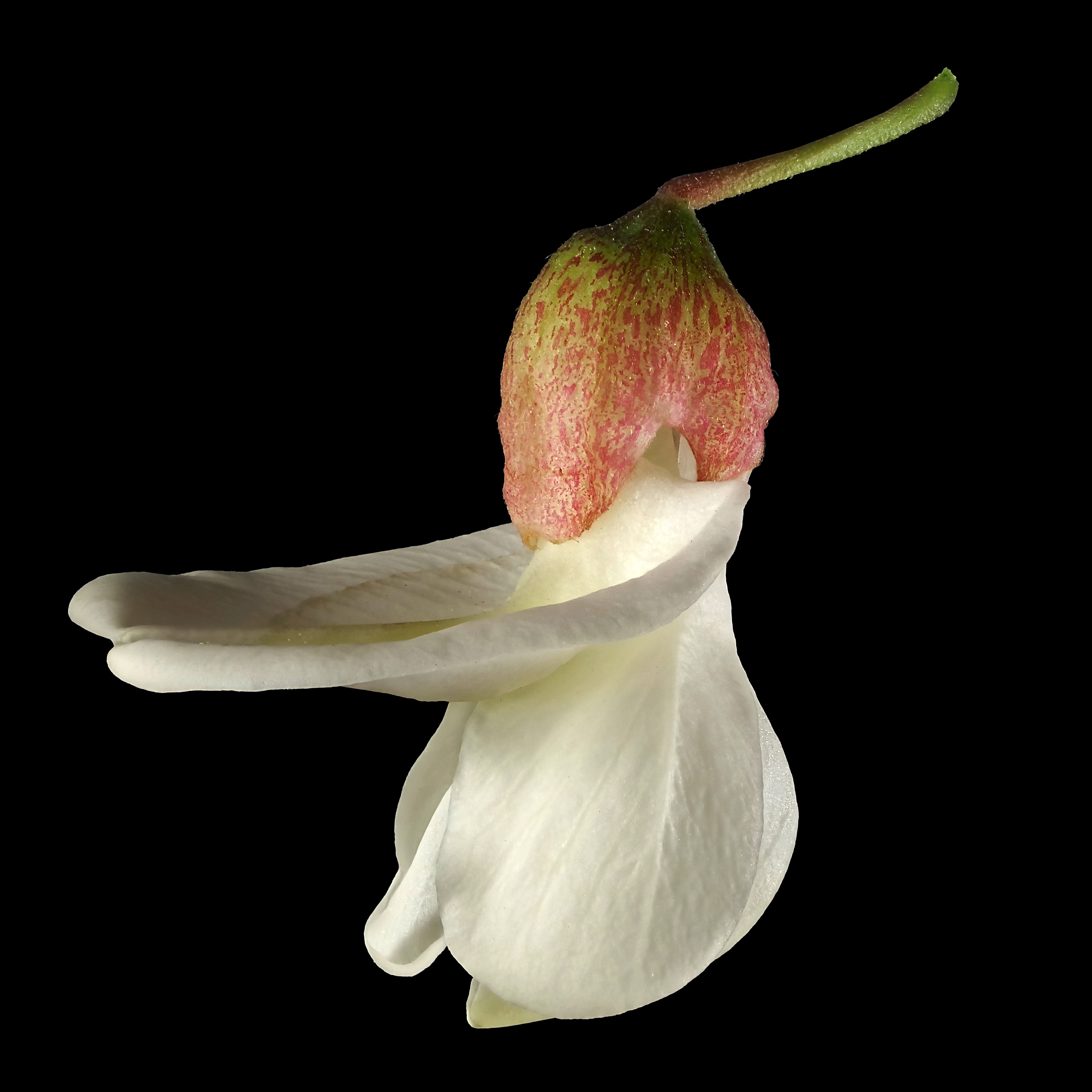 Die Robinienblüte: Robinia pseudoacacia | Flora obscura