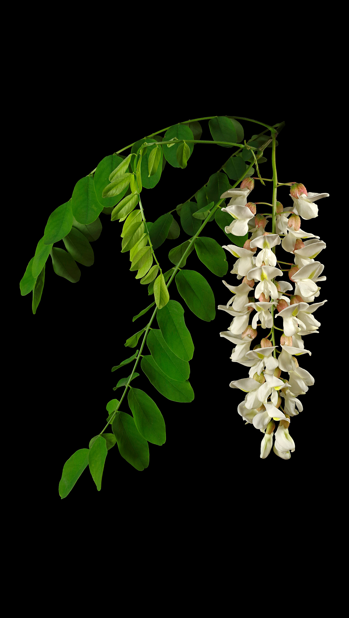 Die Robinienblüte: Robinia pseudoacacia | Flora obscura