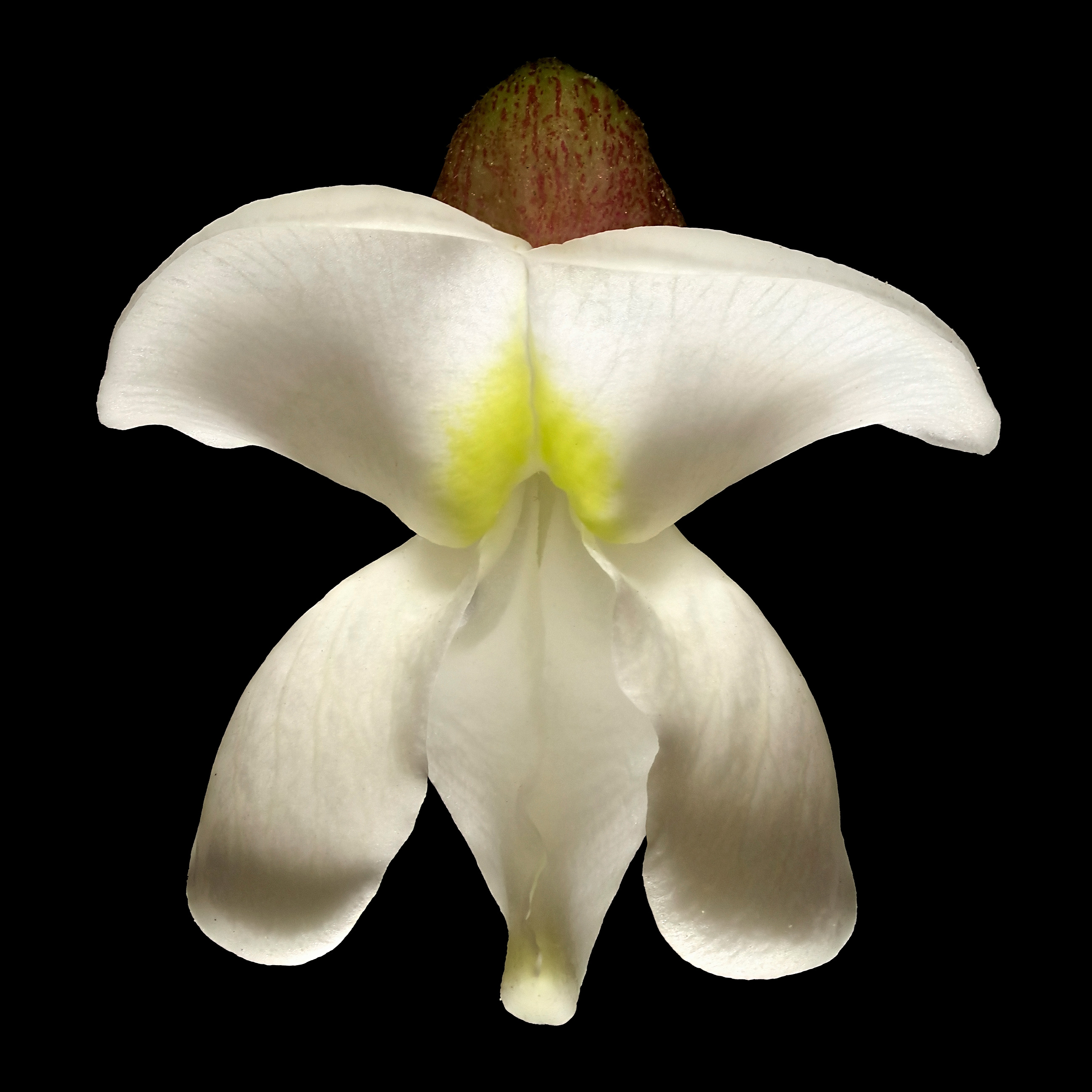 Die Robinienblüte: Robinia pseudoacacia | Flora obscura