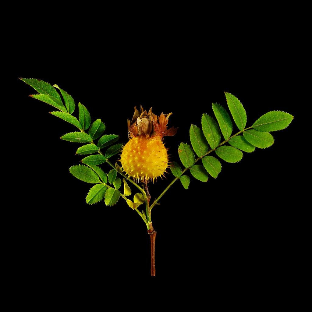 Chestnut Rose: Rosa roxburghii (rose hip) | Flora obscura