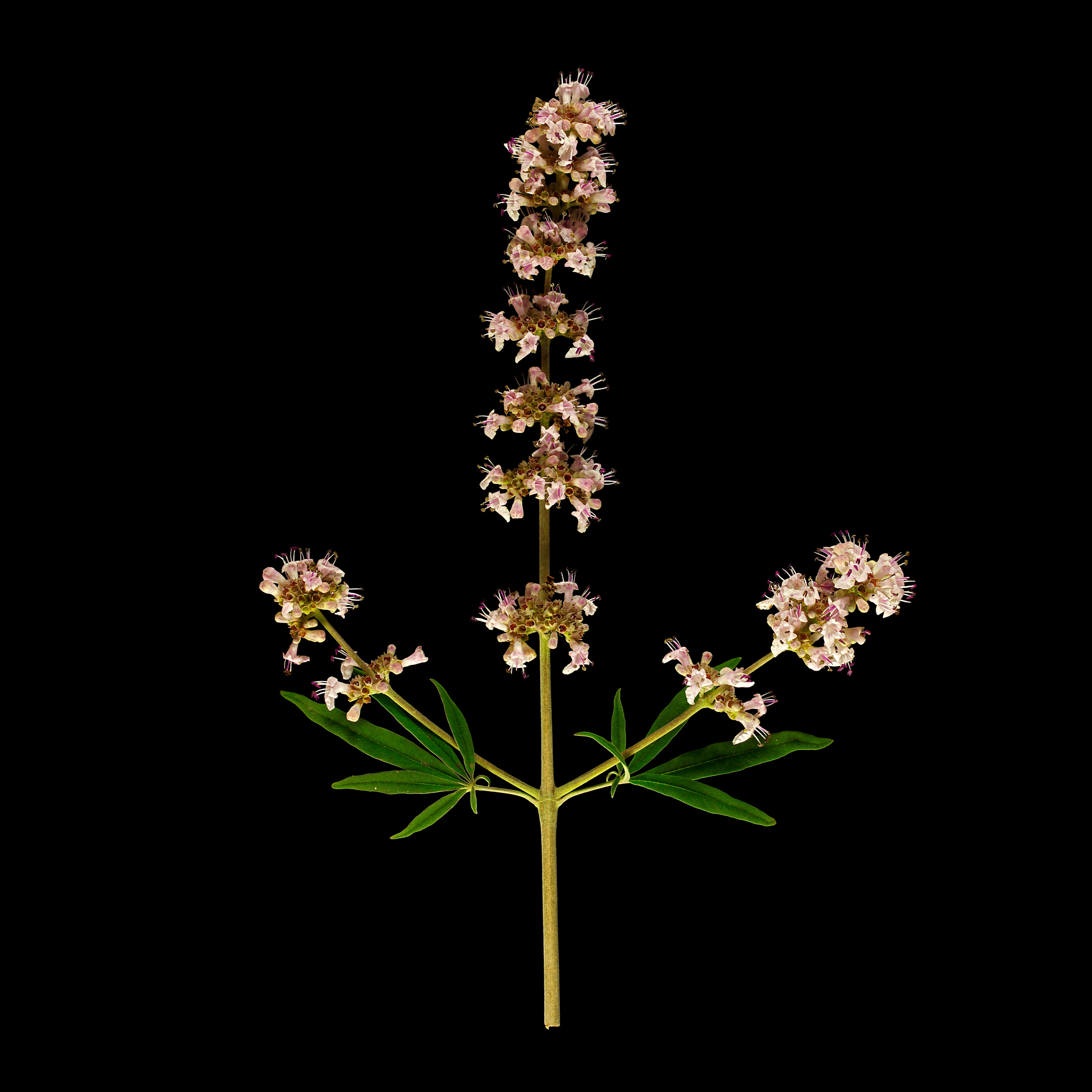 Chasteberry: Vitex agnus-castus | Flora obscura