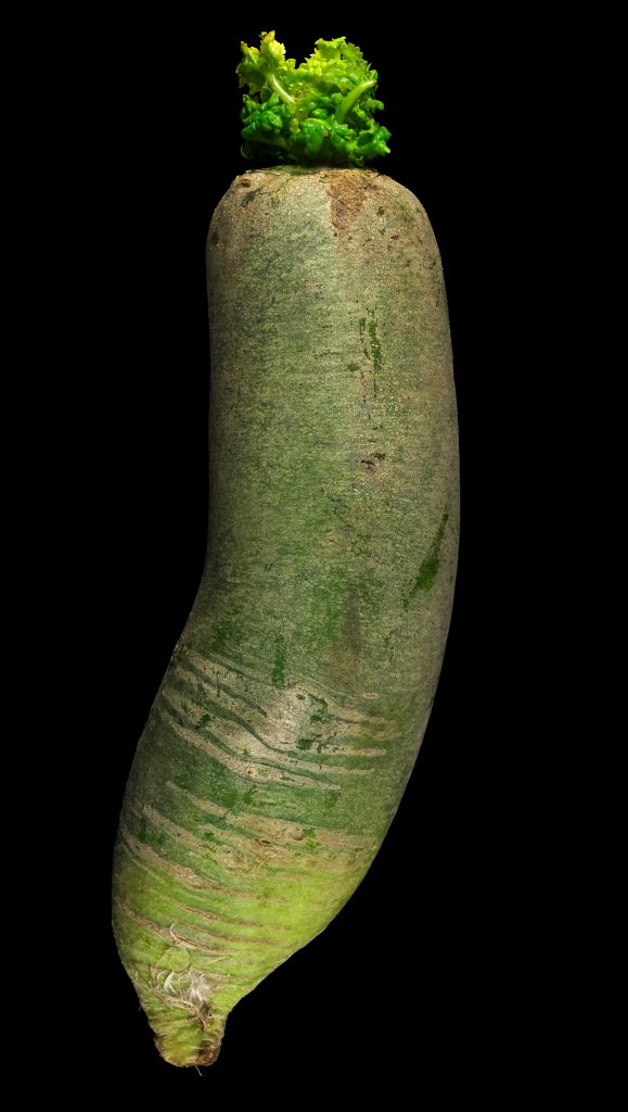 Der Grüne Asia-Rettich: Raphanus sativus subsp. niger ‚Green Luobo ...