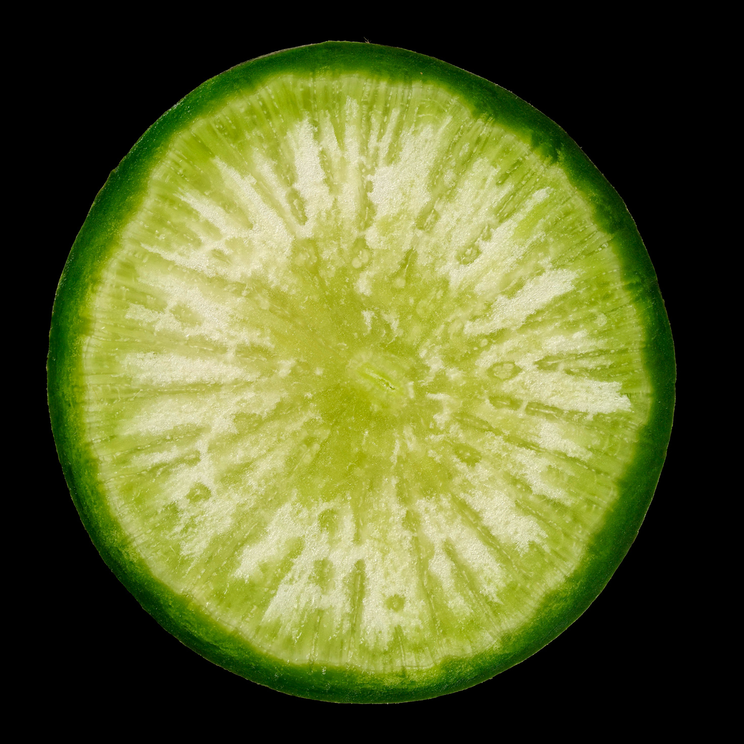 Green Luobo Radish: Raphanus sativus subsp. niger ‘Green Luobo’ | Flora ...