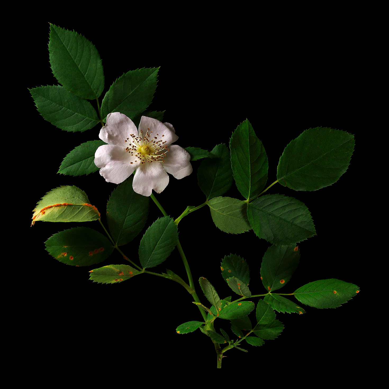 Die Hundsrose (Hagebutte): Rosa canina | Flora obscura